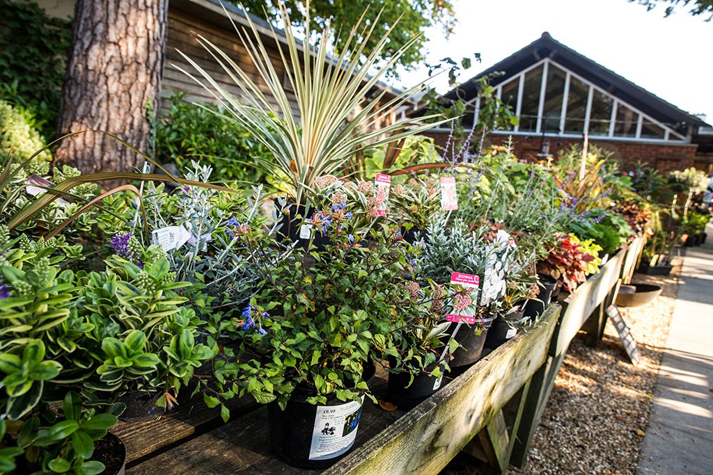 The Plant Centre at Compton Acres | Compton Acres