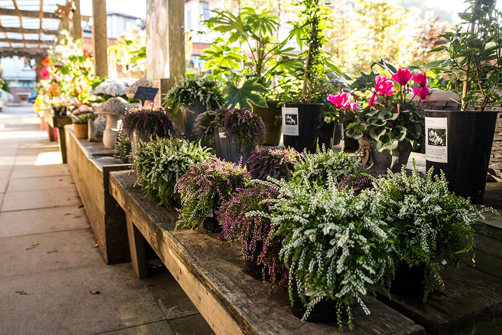 The Plant Centre at Compton Acres | Compton Acres